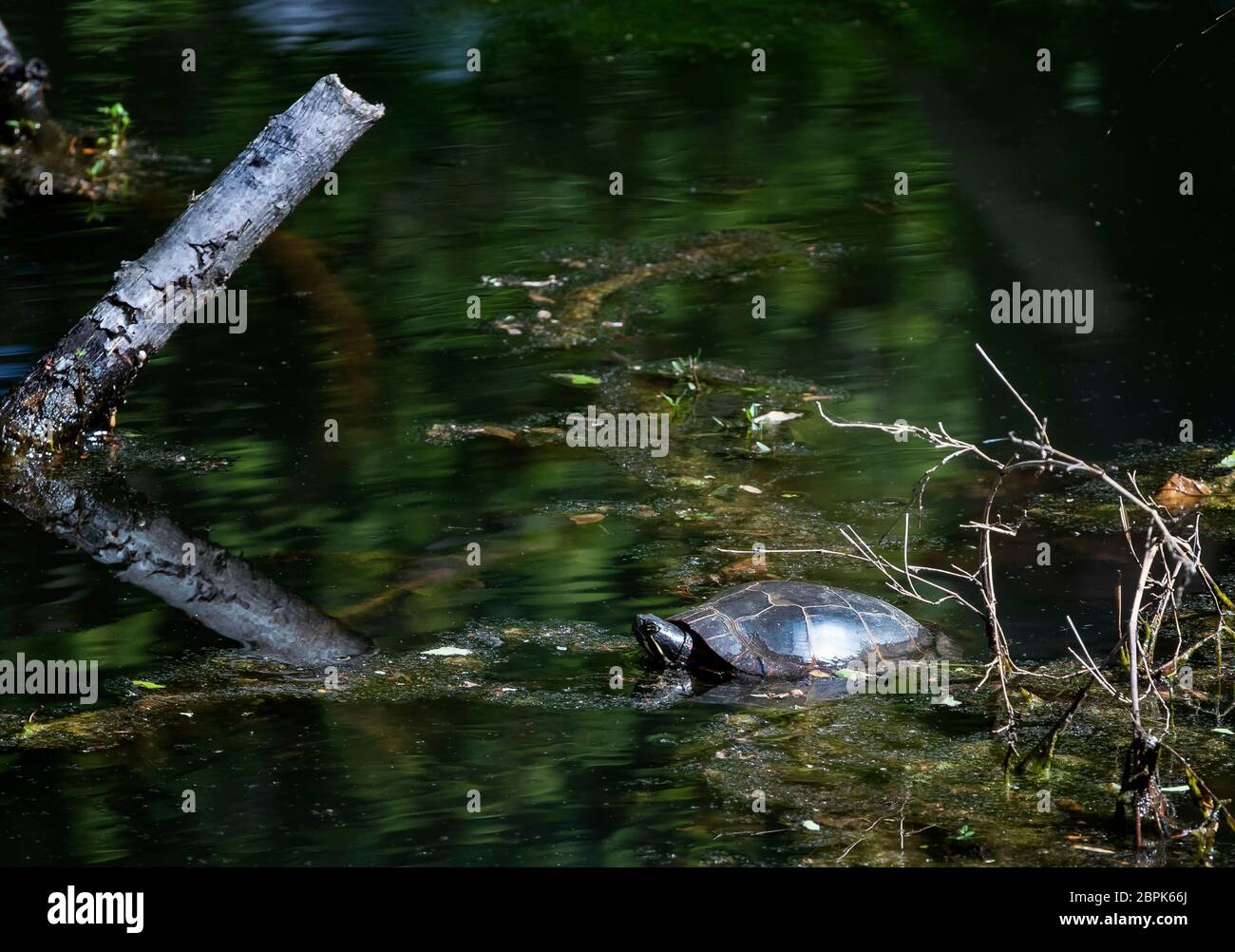 Turtle in the stream Stock Photo - Alamy