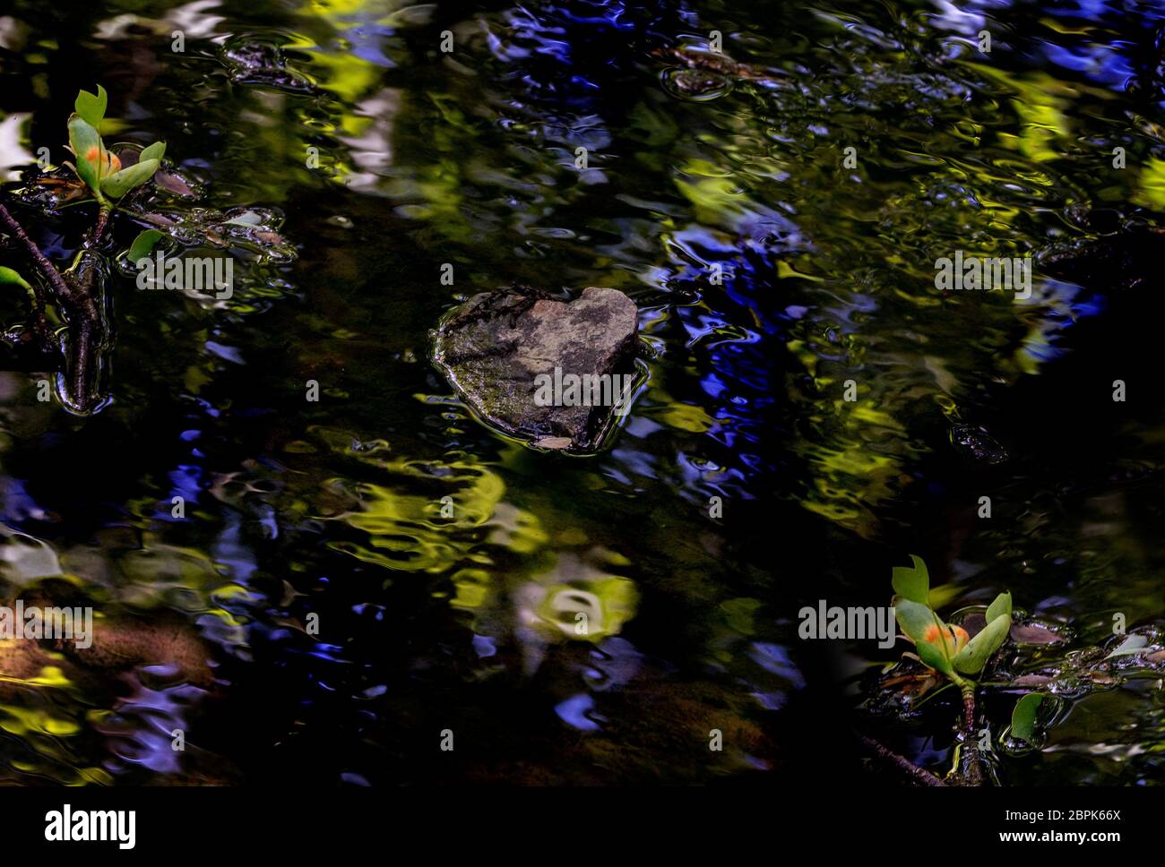 Waterlogged log hi-res stock photography and images - Alamy