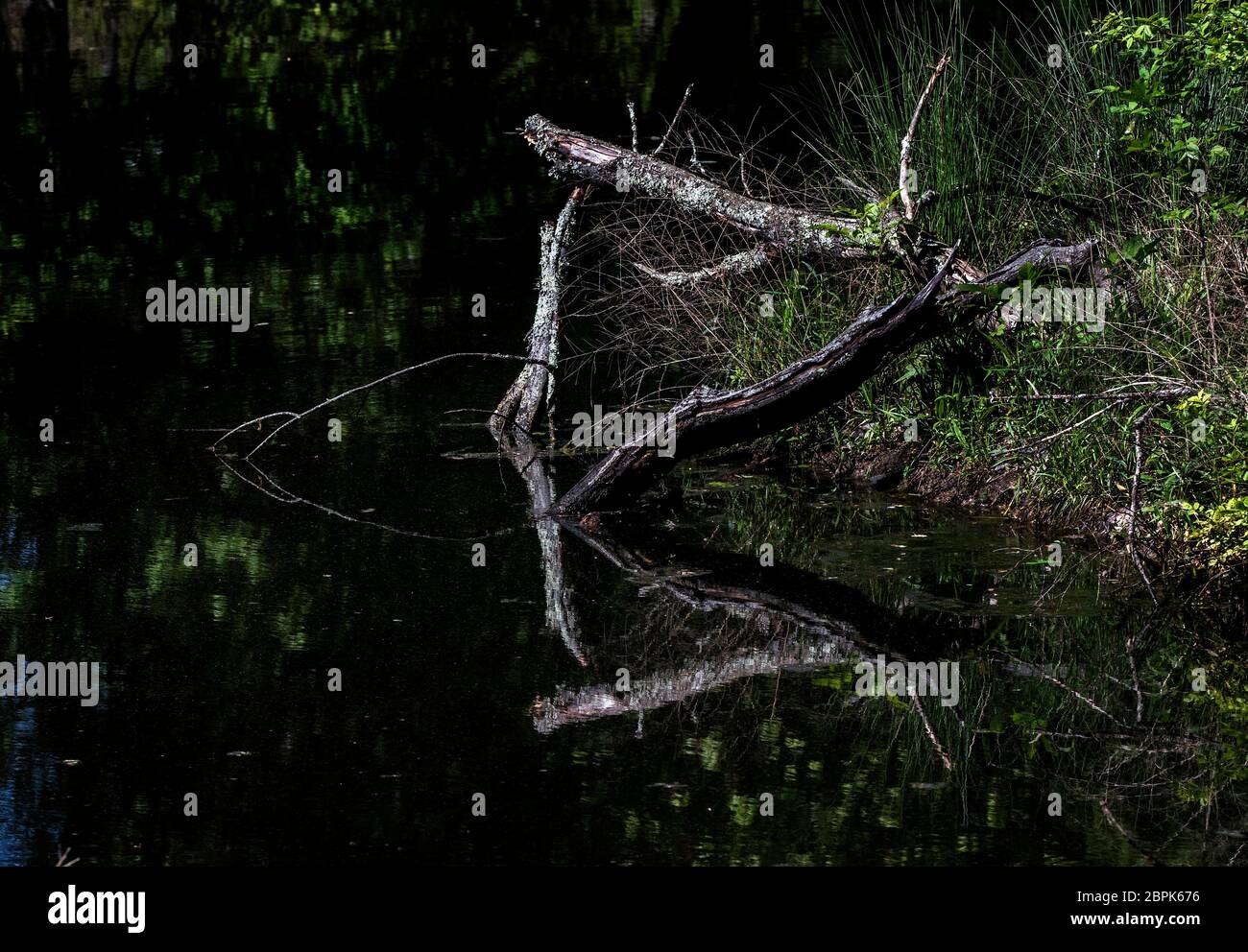Waterlogged log hi-res stock photography and images - Alamy