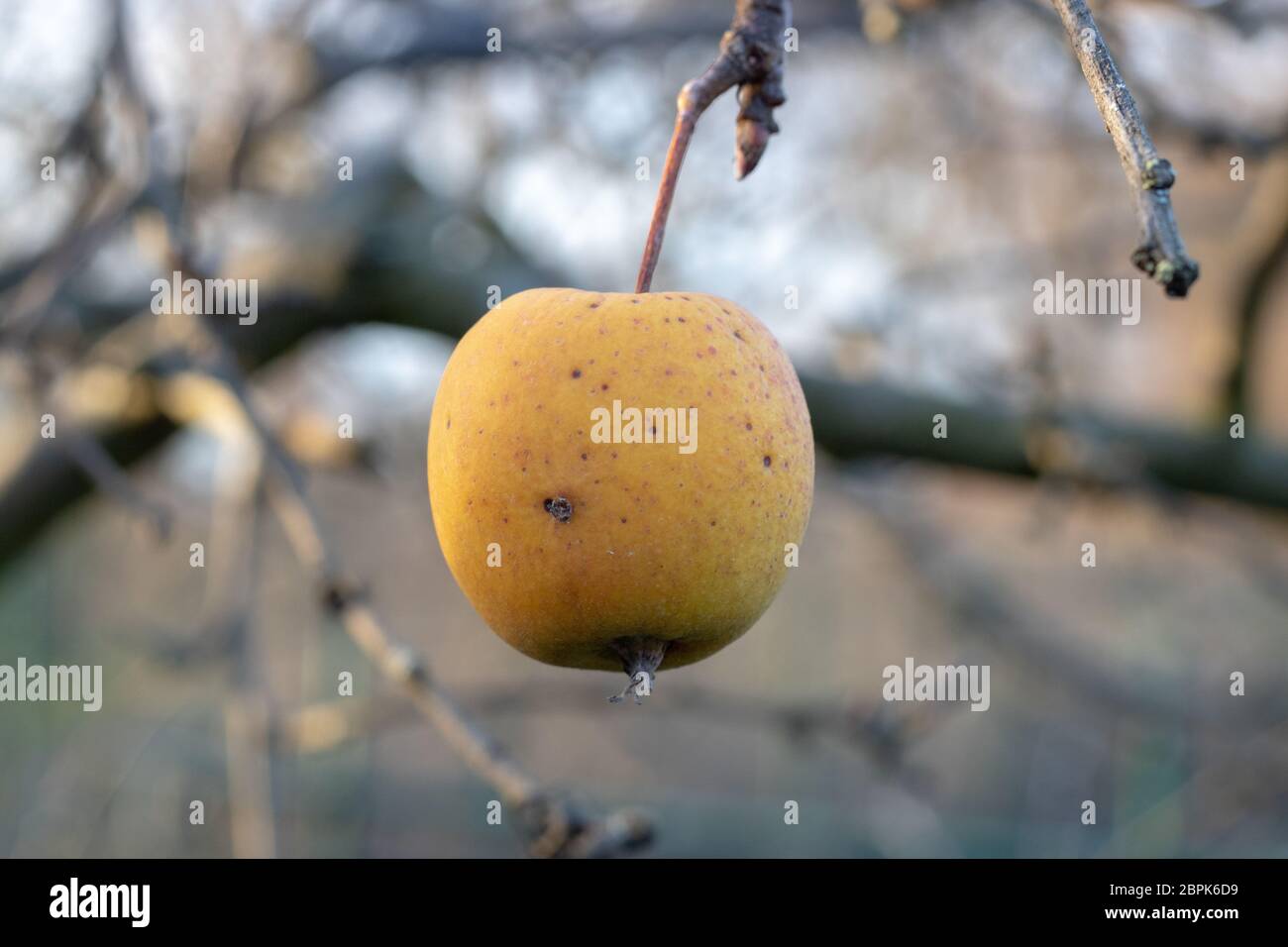 close up of rotten apple with mildew on tree Stock Photo - Alamy
