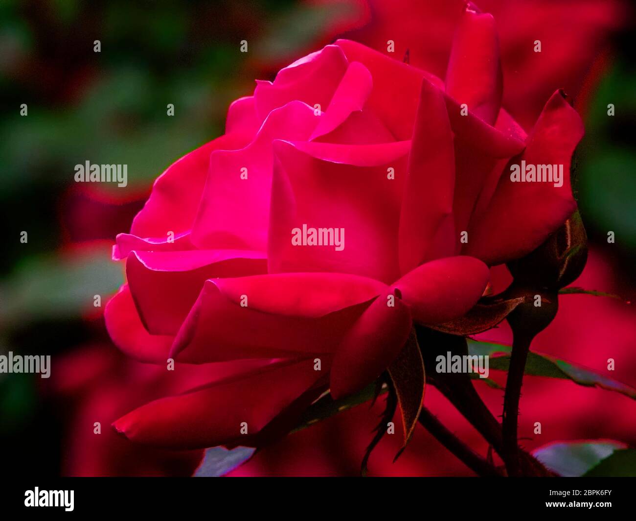 A big red rose Stock Photo - Alamy