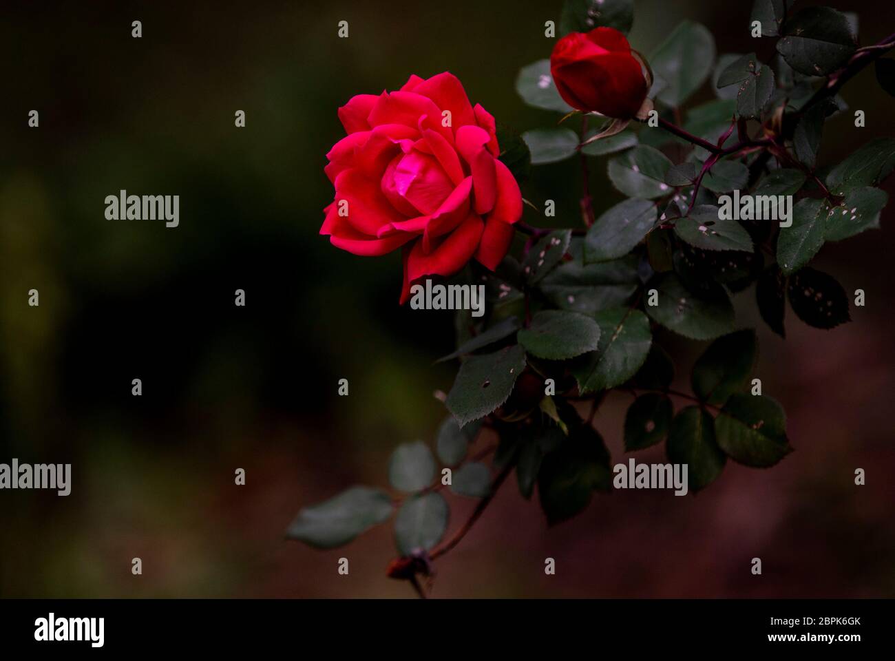 Red rose in a dark corner Stock Photo - Alamy