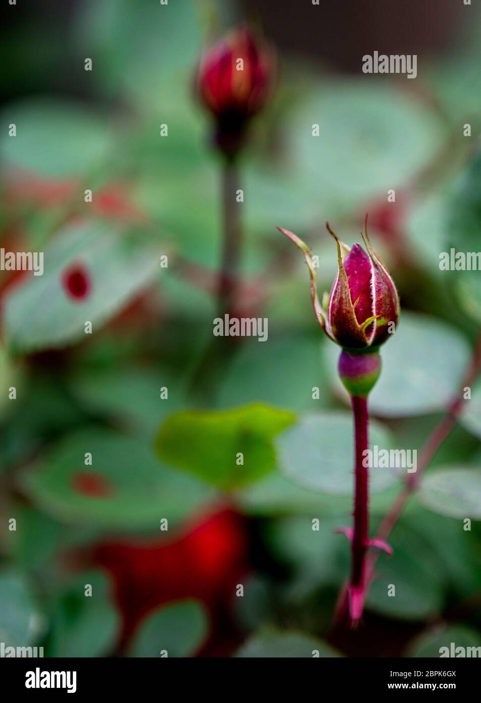 Not open yet Stock Photo - Alamy