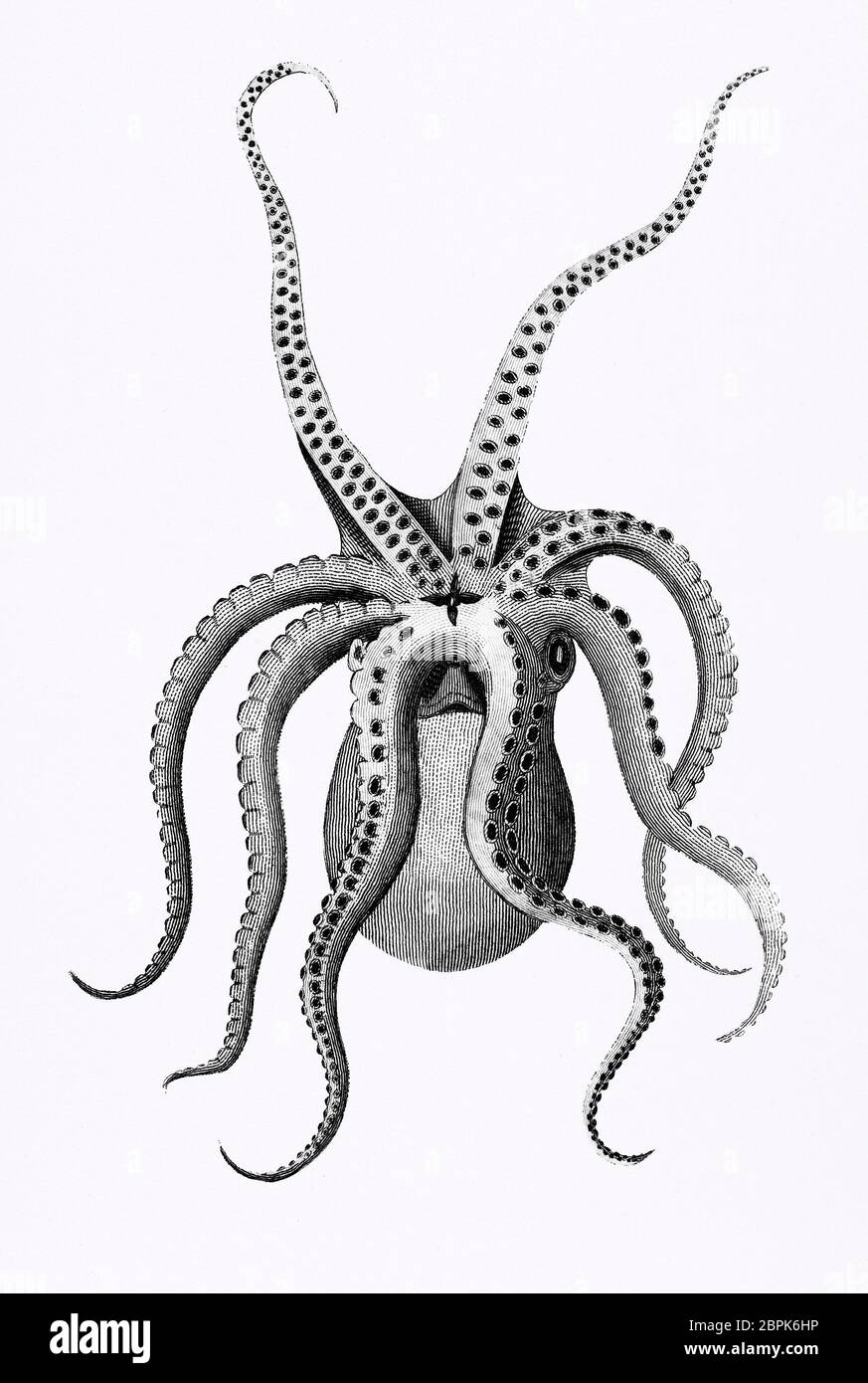 Cuttle fish ink Cut Out Stock Images & Pictures - Alamy