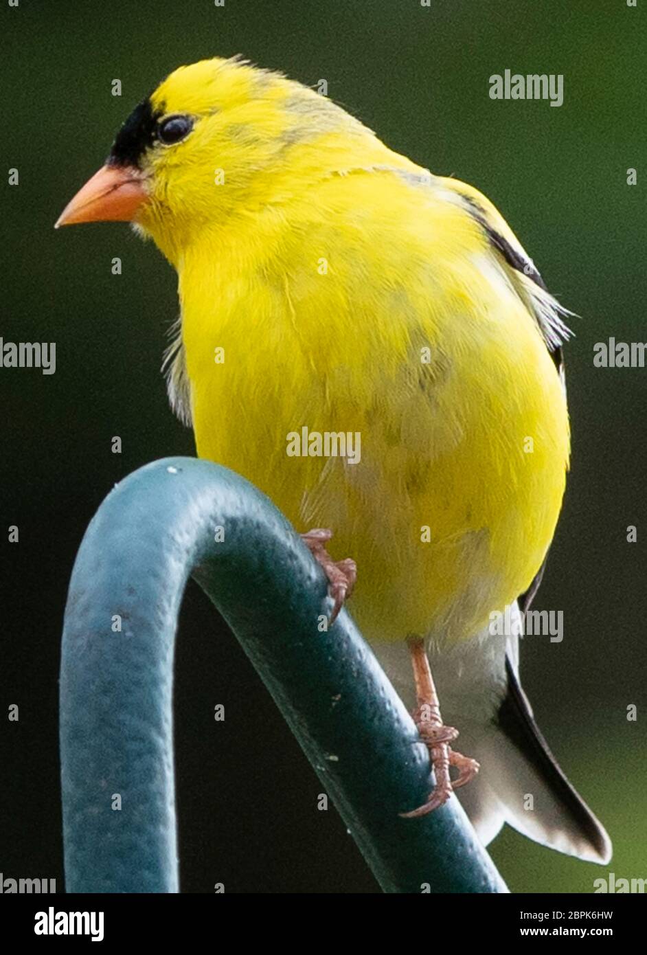 Green perch hi-res stock photography and images - Alamy