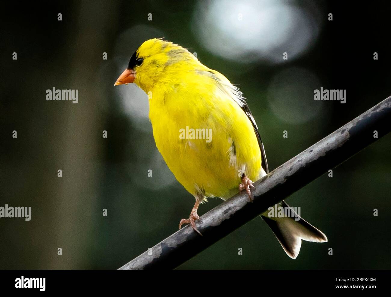 Yellow finch on the perch Stock Photo - Alamy