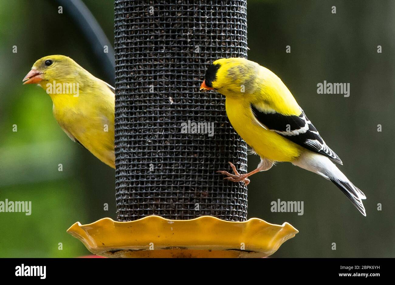 American Gold Finches Stock Photo - Alamy