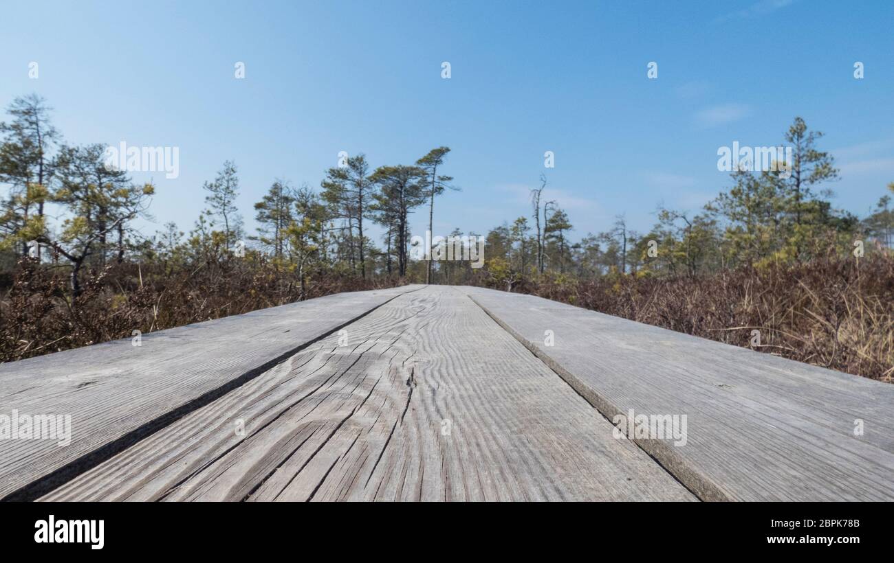 Wooden road through the swamp. Sunny Spring Day Stock Photo - Alamy