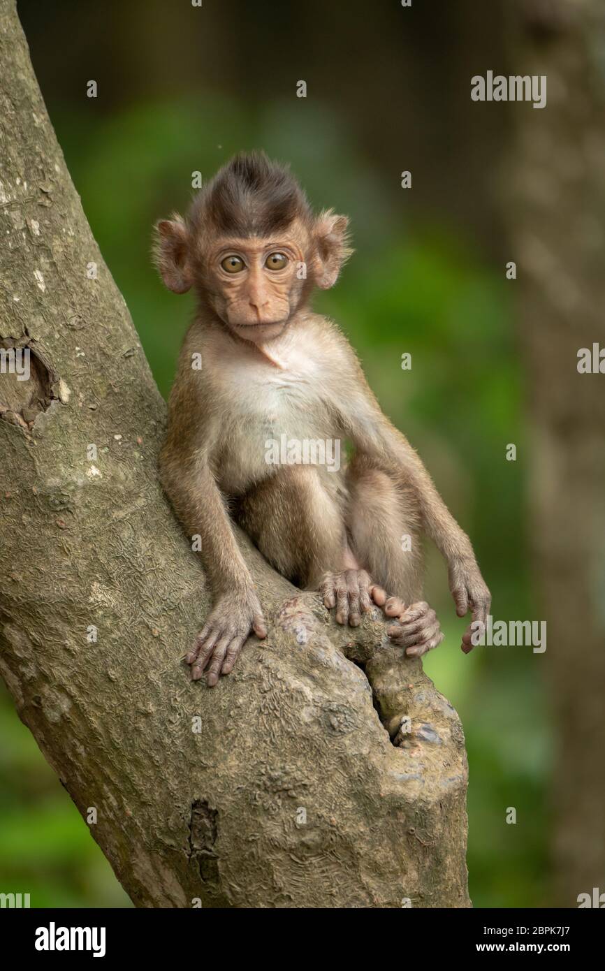 Baby long-tailed macaque on branch facing camera Stock Photo - Alamy