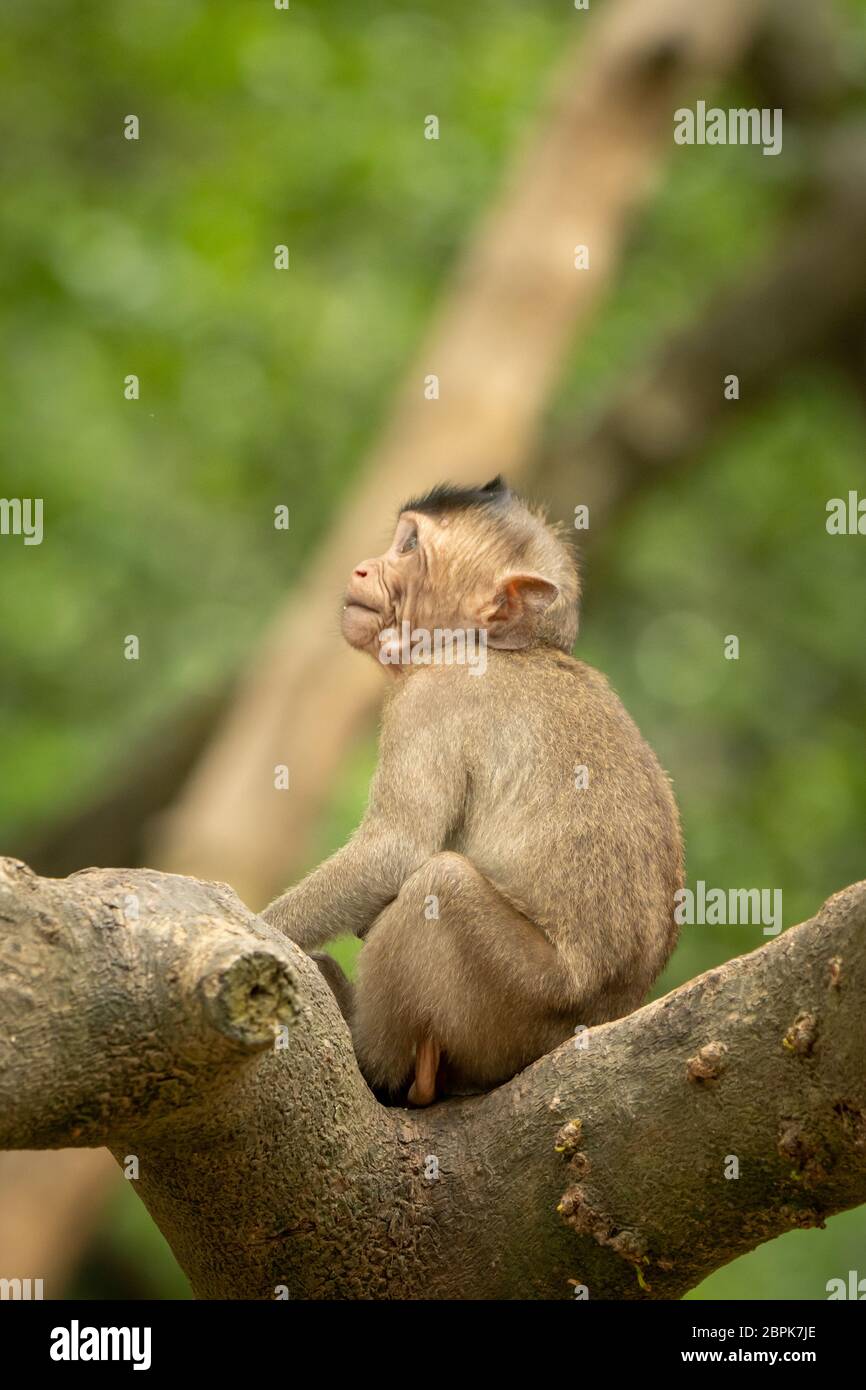 Baby long-tailed macaque on branch looking up Stock Photo - Alamy
