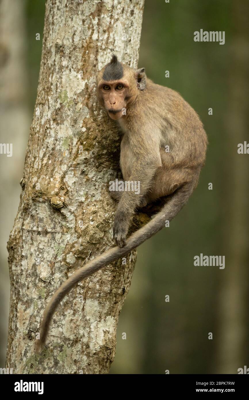 Long-tailed macaque on tree with curled tail Stock Photo - Alamy