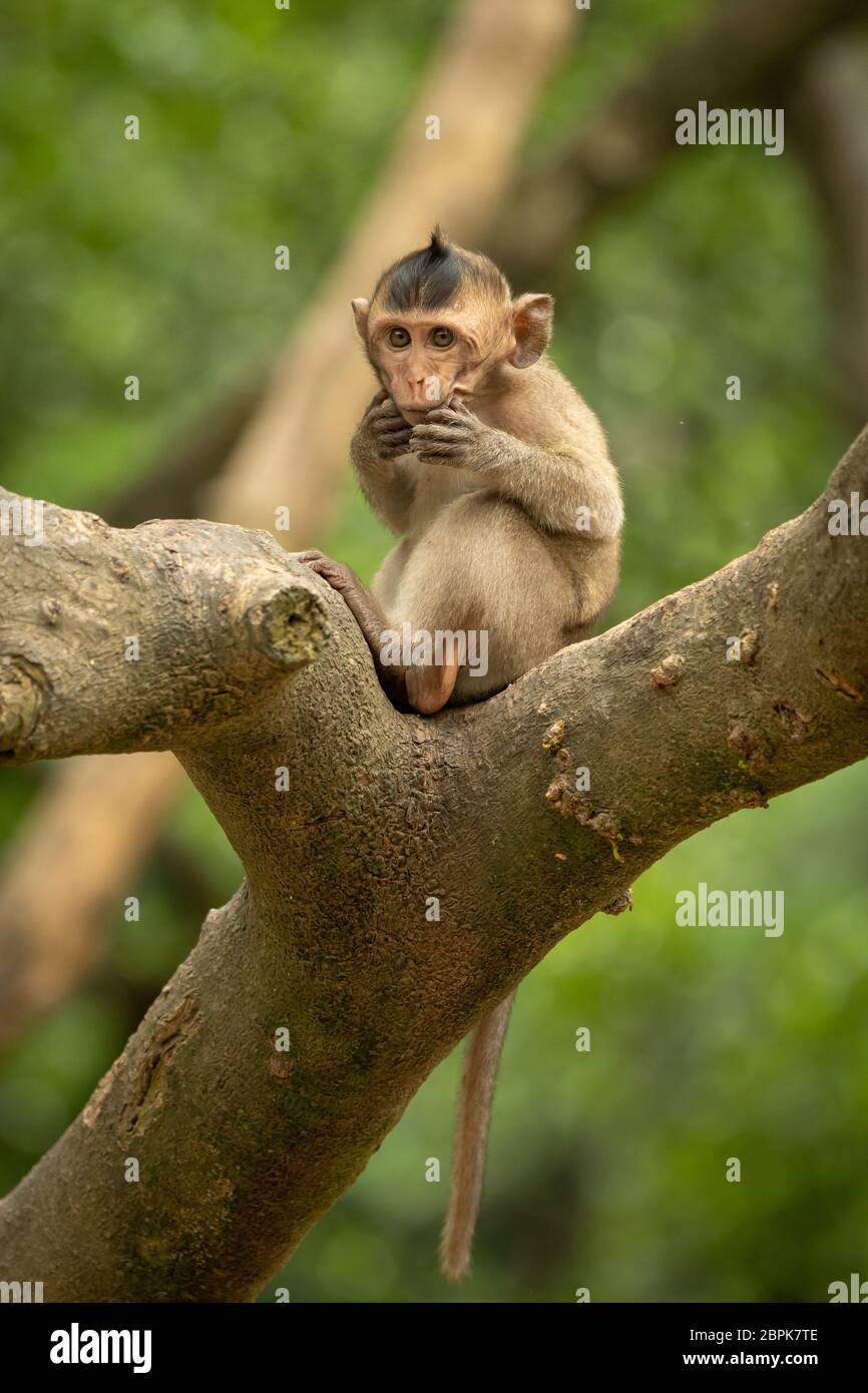 Baby long-tailed macaque puts hands to mouth Stock Photo - Alamy