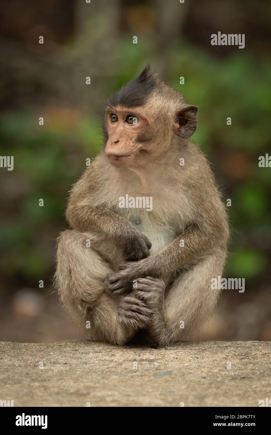 Baby long-tailed macaque sits cross-legged on wall Stock Photo - Alamy