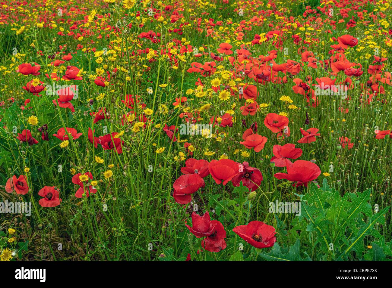 Beautiful field of red poppies Stock Photo - Alamy