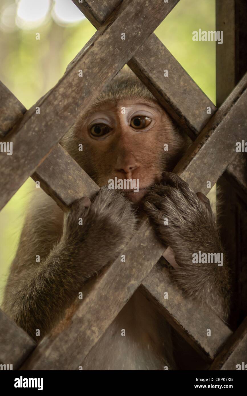 Close-up of long-tailed macaque behind wooden trellis Stock Photo - Alamy