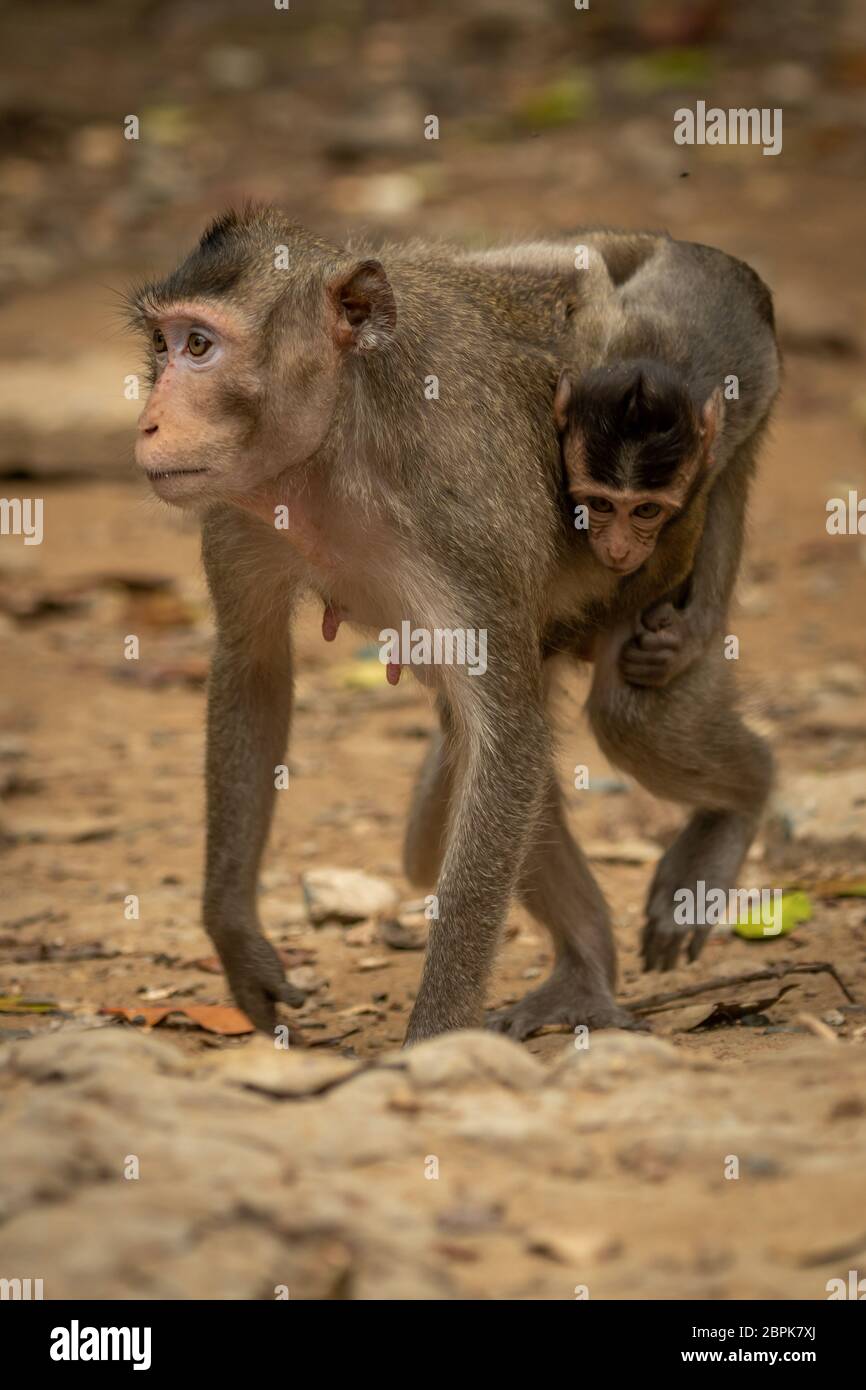 Long-tailed macaque carries baby over rocky ground Stock Photo - Alamy