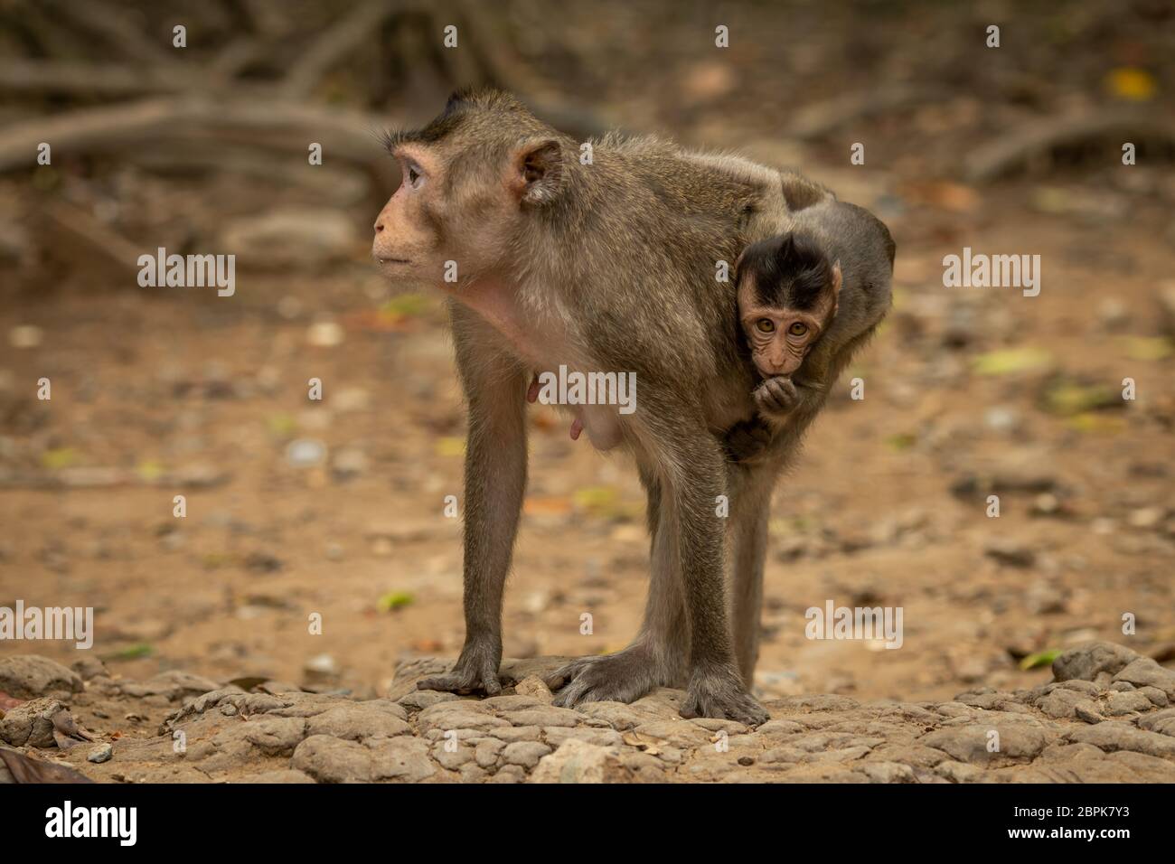 Monkey carries baby hi-res stock photography and images - Alamy