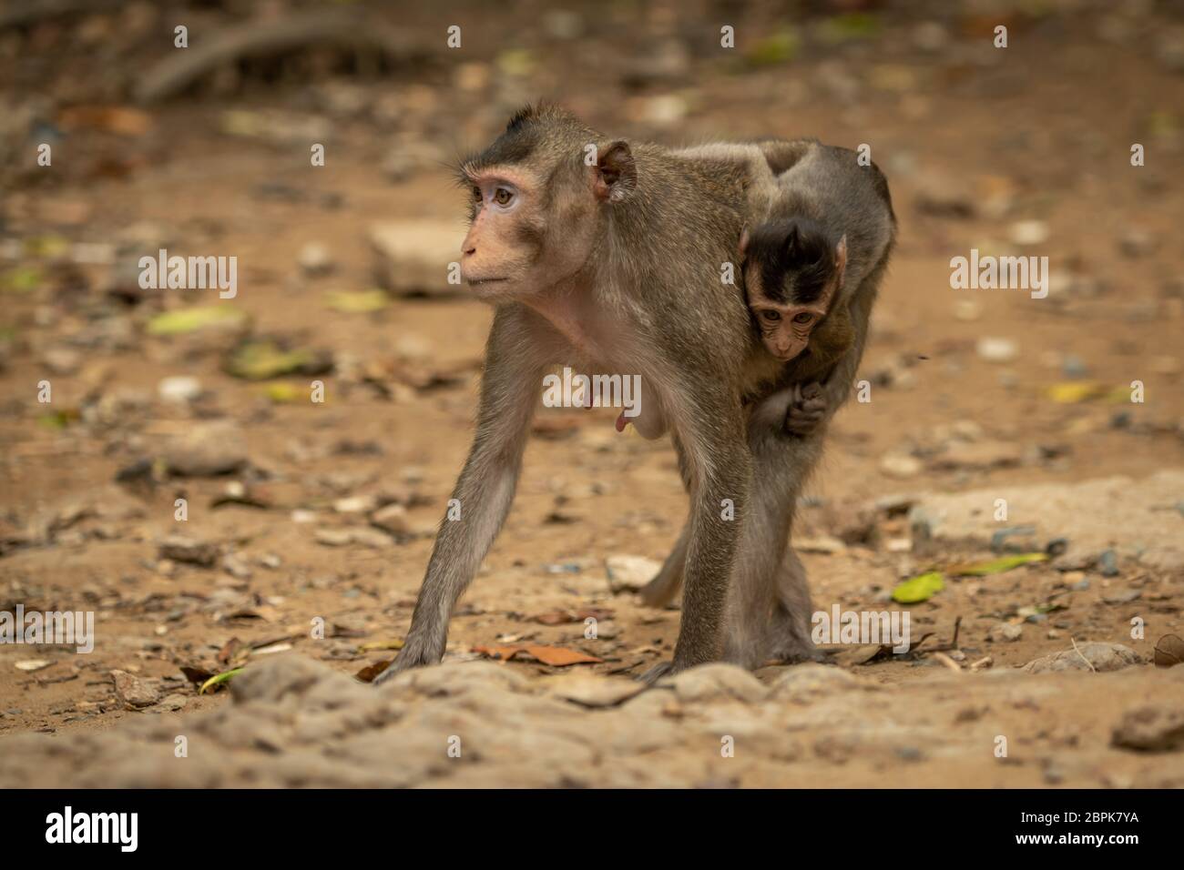 Long-tailed macaque carries baby over sandy rocks Stock Photo - Alamy