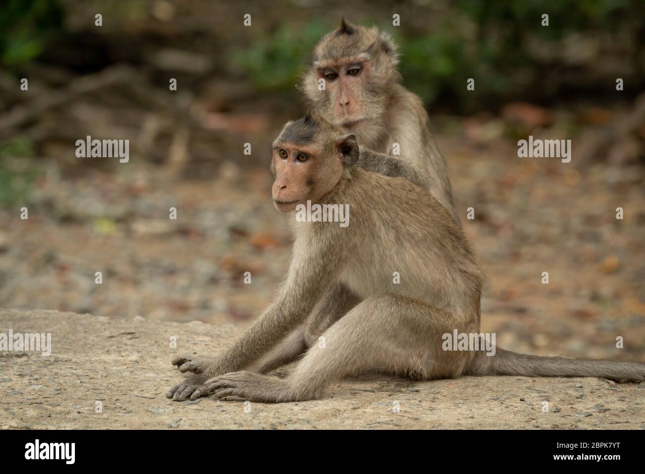Long-tailed macaque grooming mate on concrete path Stock Photo - Alamy