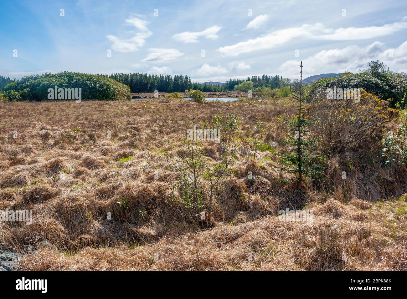 Wetland plant ireland hi-res stock photography and images - Alamy