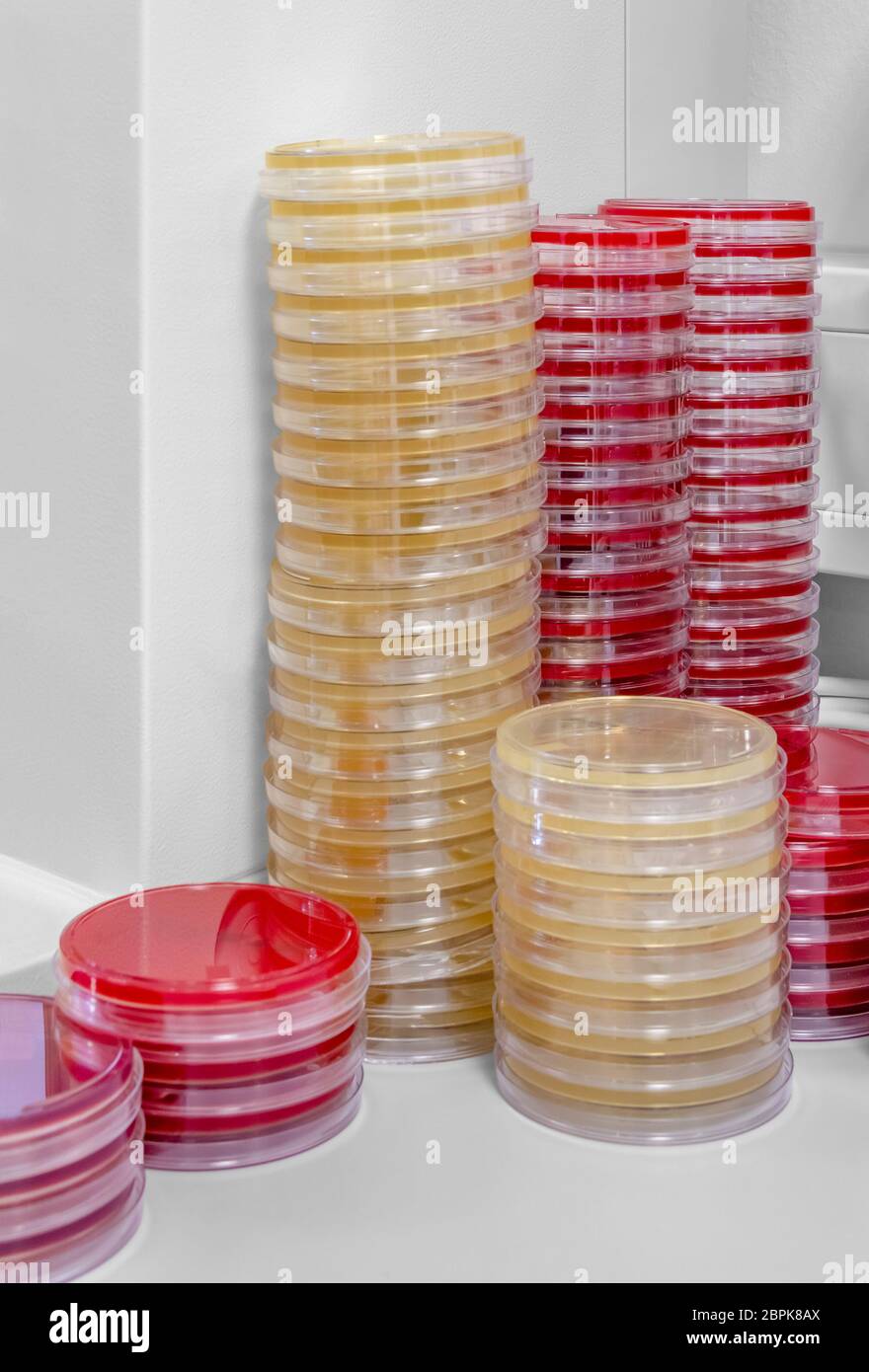 lots of stacked petri dishes filled with colorful agar growth medium ...