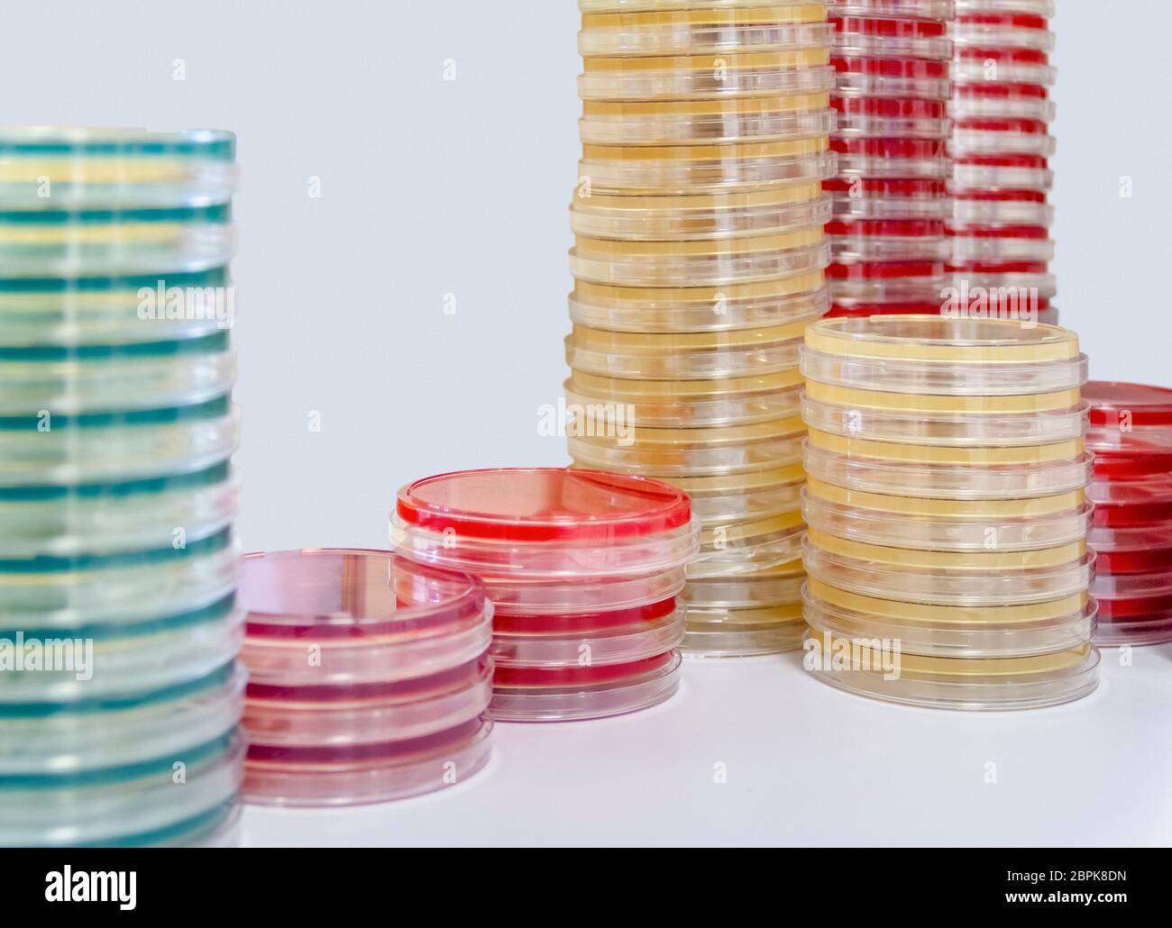 lots of stacked petri dishes filled with colorful agar growth medium ...