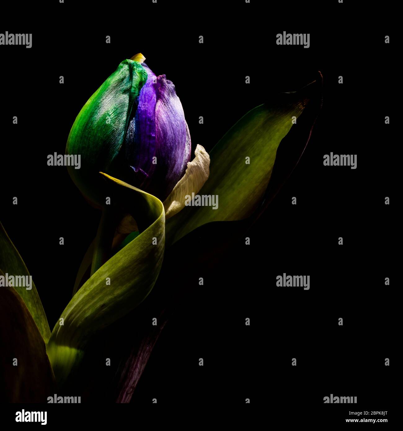 A colorful rainbow tulip Stock Photo - Alamy