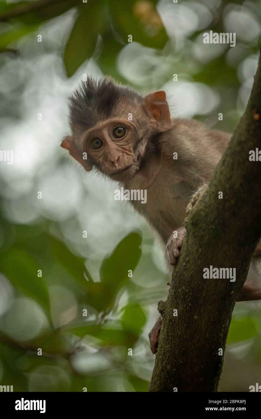 Baby long-tailed macaque looks down from tree Stock Photo - Alamy