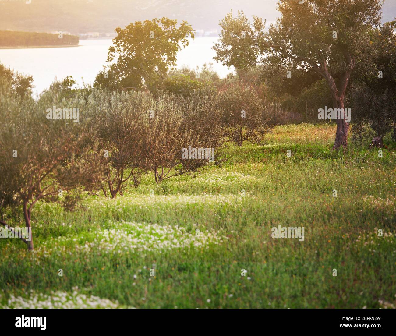 Mediterranean olive field. Olive tree in orchard. Olive harvest Stock ...