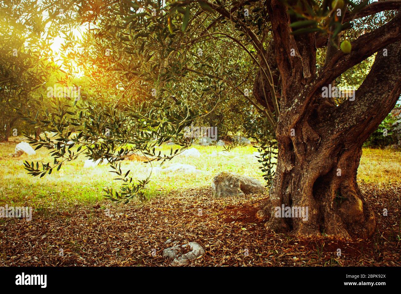 Mediterranean olive field. Olive tree in orchard. Olive harvest Stock ...