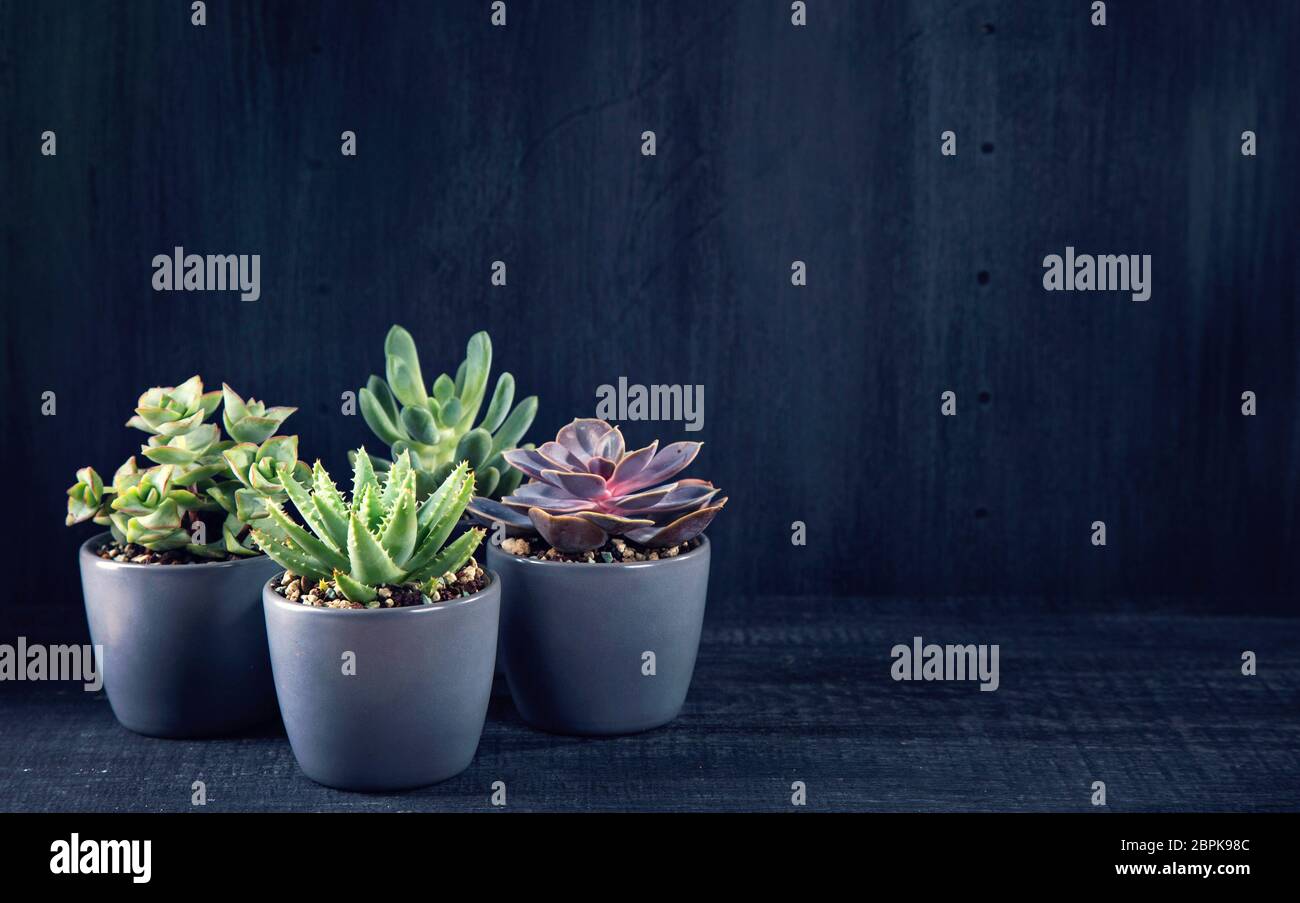 Different succulents hi-res stock photography and images - Alamy