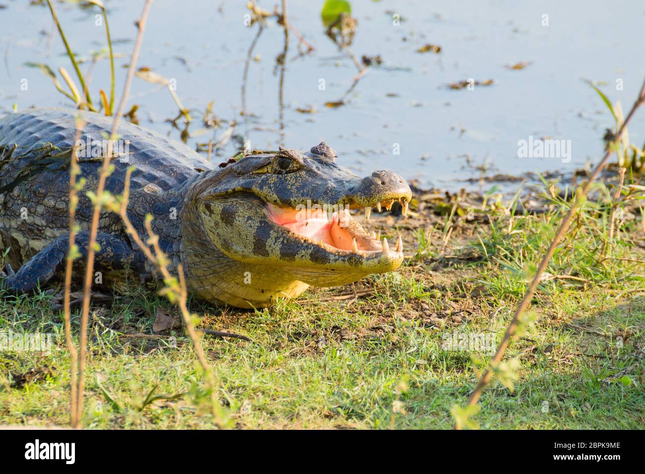Caiman which heats up in the morning sun from Pantanal, Brazil ...