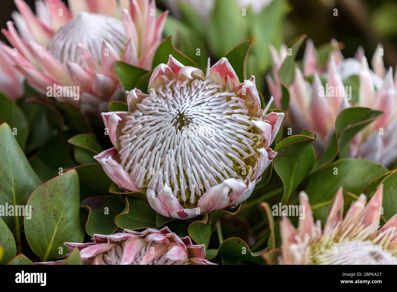 King protea or protea cynaroides the national flower of South Africa ...