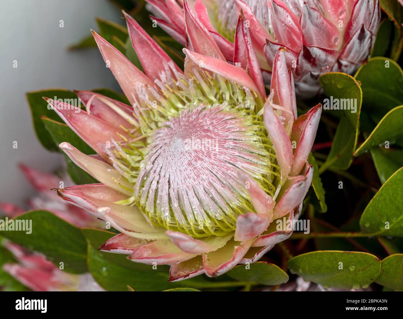 King protea or protea cynaroides the national flower of South Africa Stock Photo - Alamy