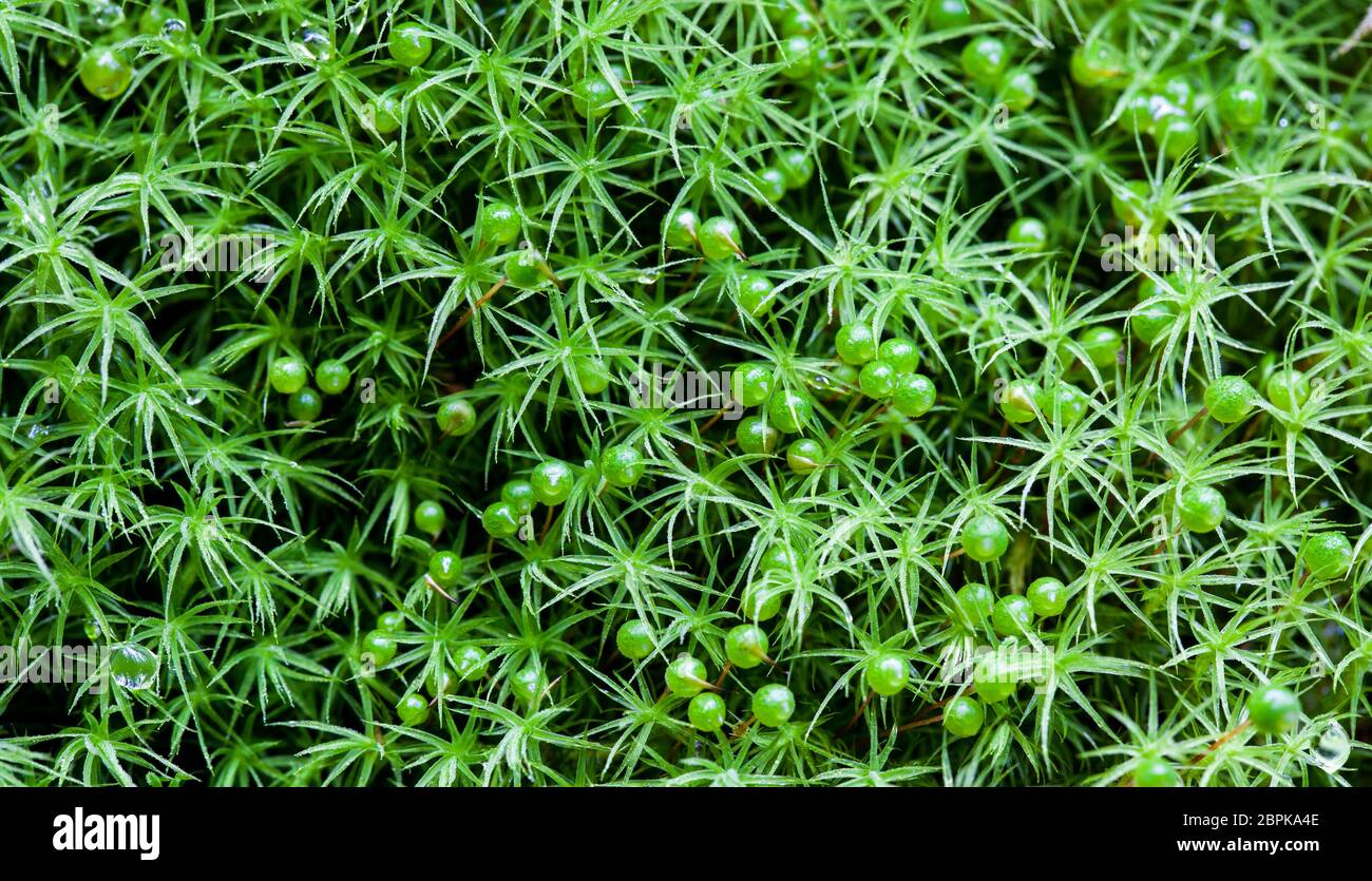 Common apple moss hi-res stock photography and images - Alamy