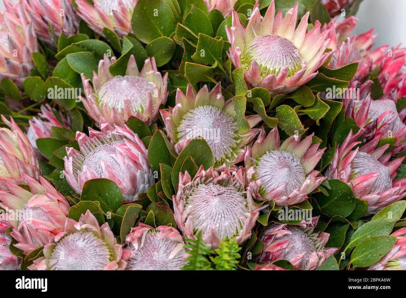 King protea or protea cynaroides the national flower of South Africa ...
