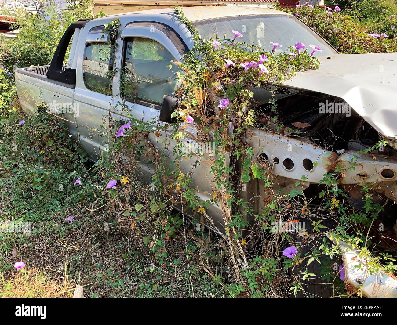 Car Wreck Environmental Disaster, forgotten damaged car with plants ...