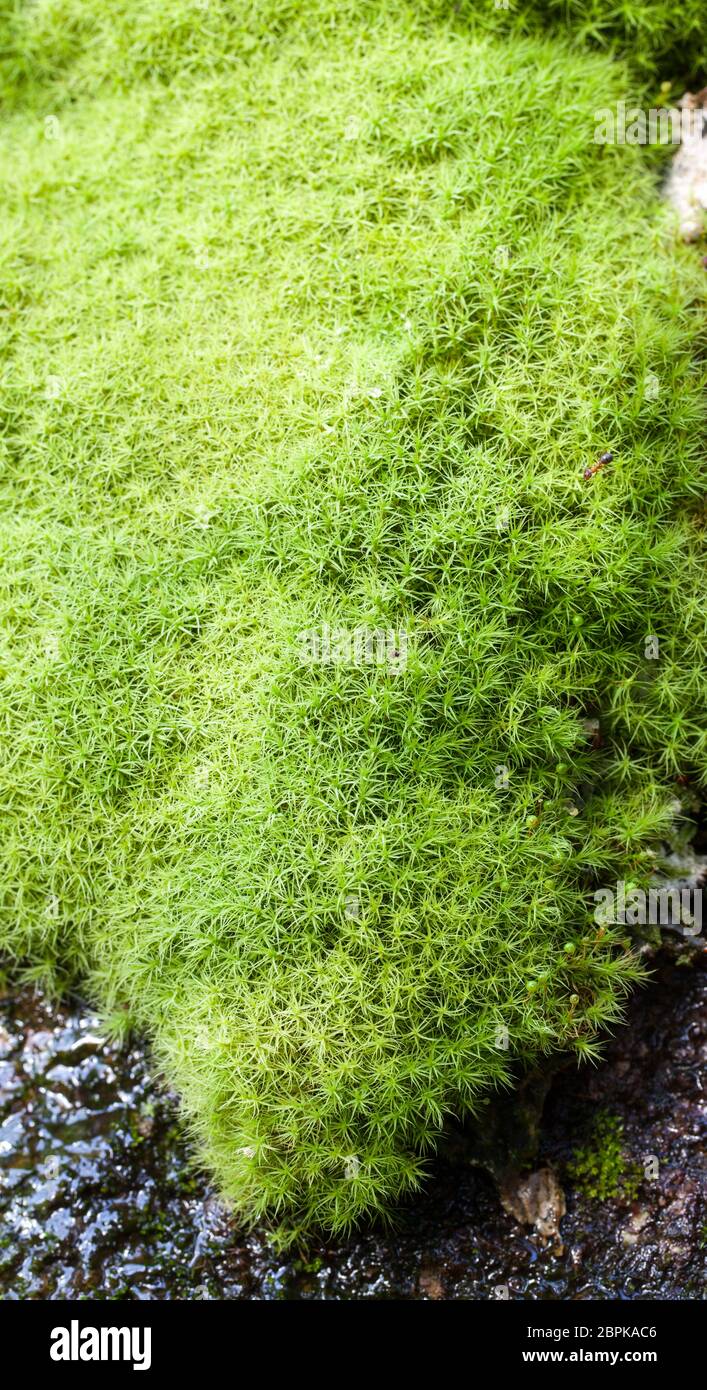 Common apple-moss (Bartramia pomiformis Stock Photo - Alamy