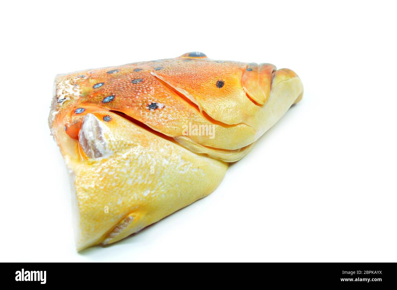 Black grouper fishing Cut Out Stock Images & Pictures - Alamy