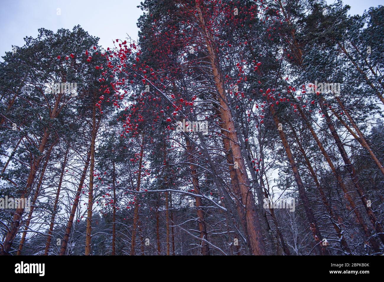 January nature rowan hi-res stock photography and images - Alamy
