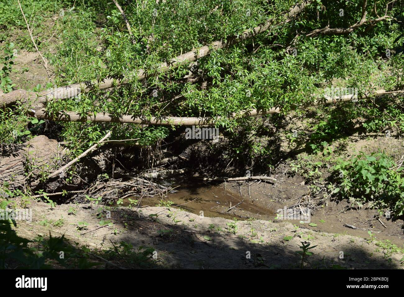 Fallen Trees Across Water High Resolution Stock Photography and Images ...