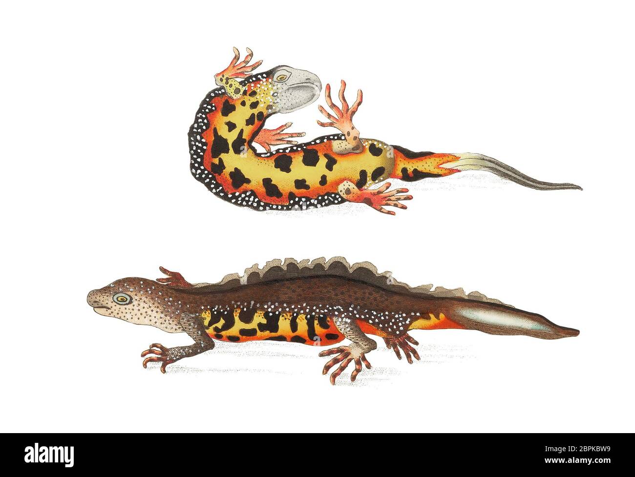Illustration of newt hi-res stock photography and images - Alamy