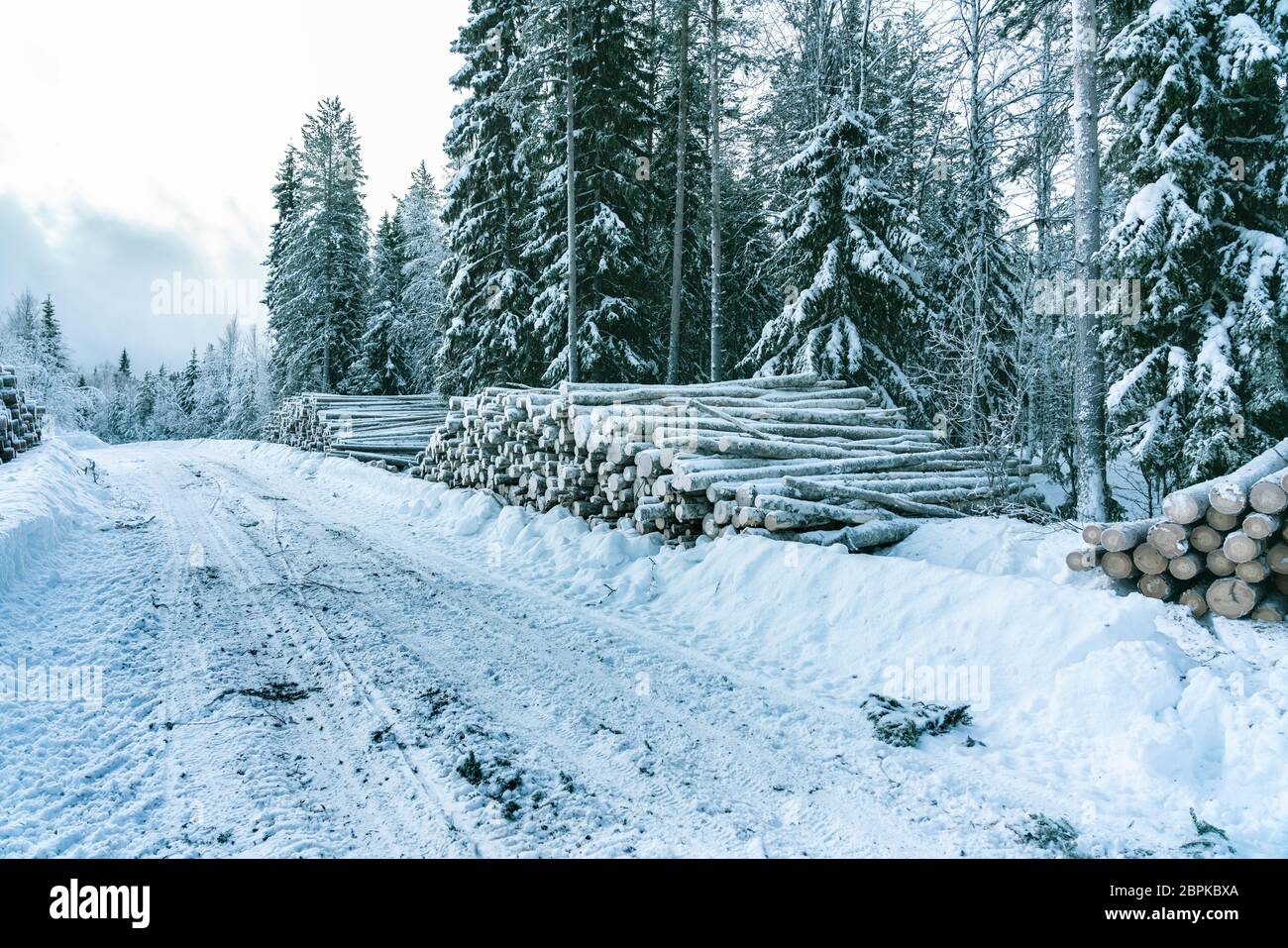 Side view of commercial timber, pine tree logs after clear cut, winter ...