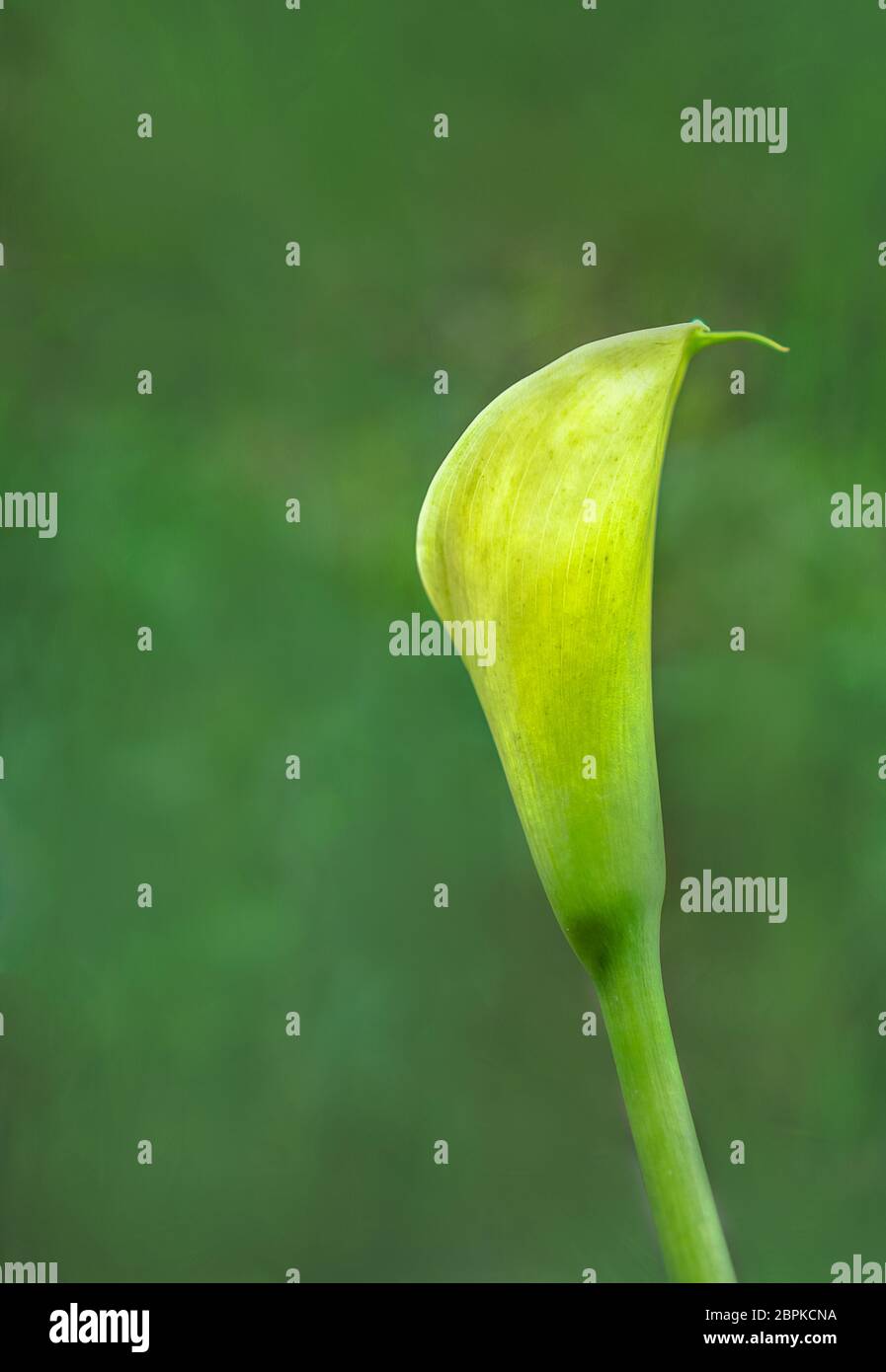 Top of a yellow pitcher like looking flower in front of a green garden ...