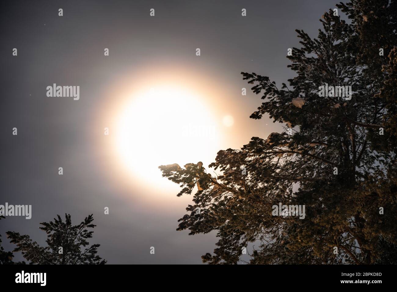 Full Moon shines through cold winter foggy skies behind pine tree tops ...