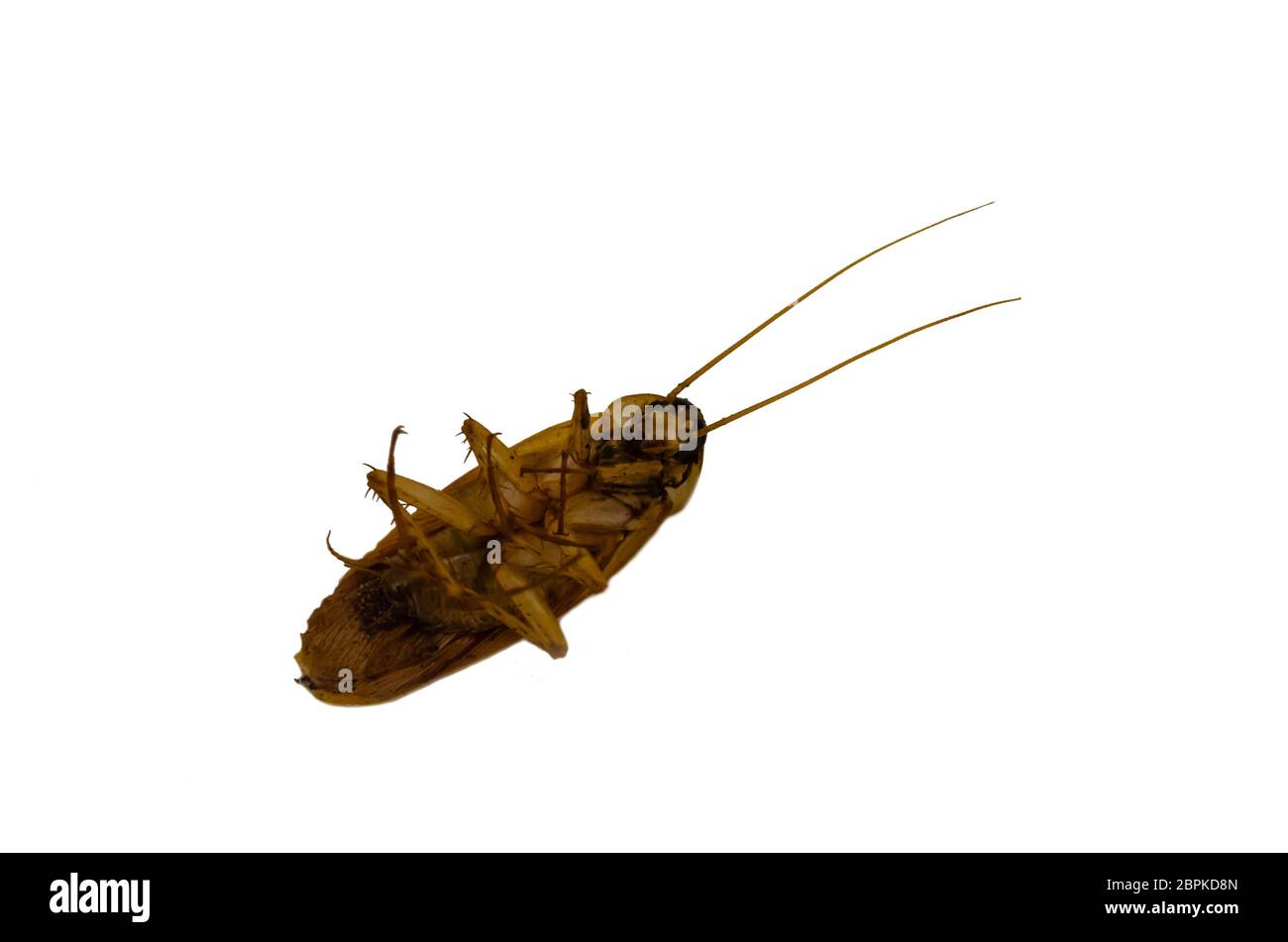 cockroach isolated on the white background Stock Photo - Alamy