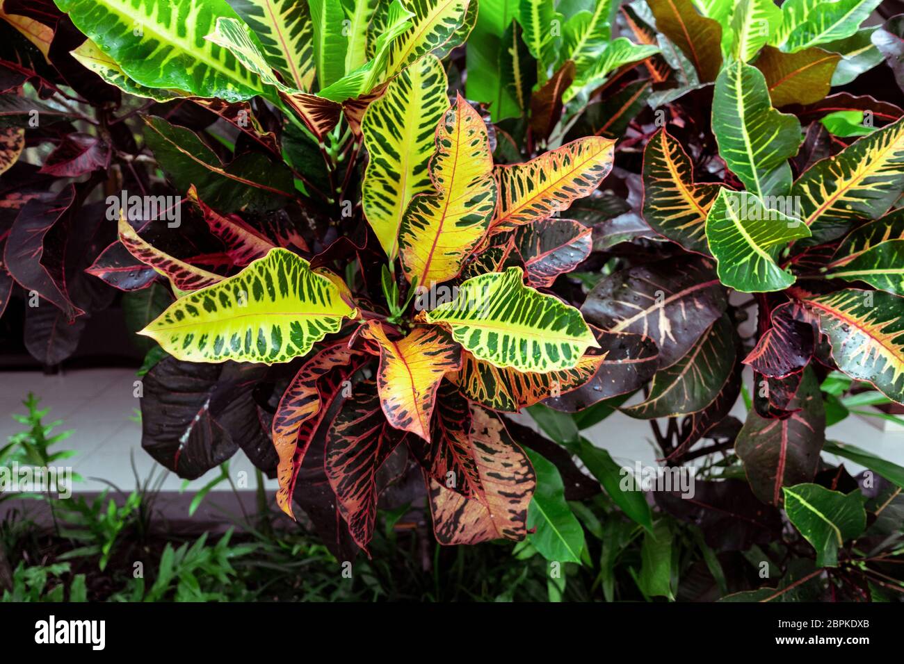 Colorful Croton, Variegated Laurel, Close up of Croton leaves, plant in ...