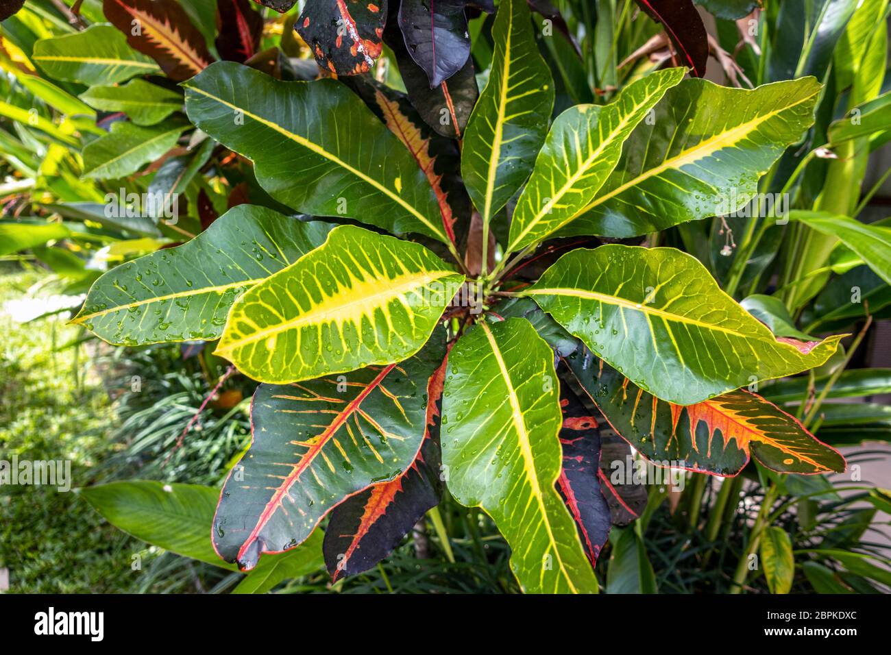 Colorful Croton, Variegated Laurel, Close up of Croton leaves, plant in ...