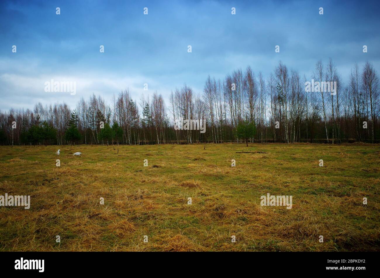 Spring farm field with trees background Stock Photo - Alamy