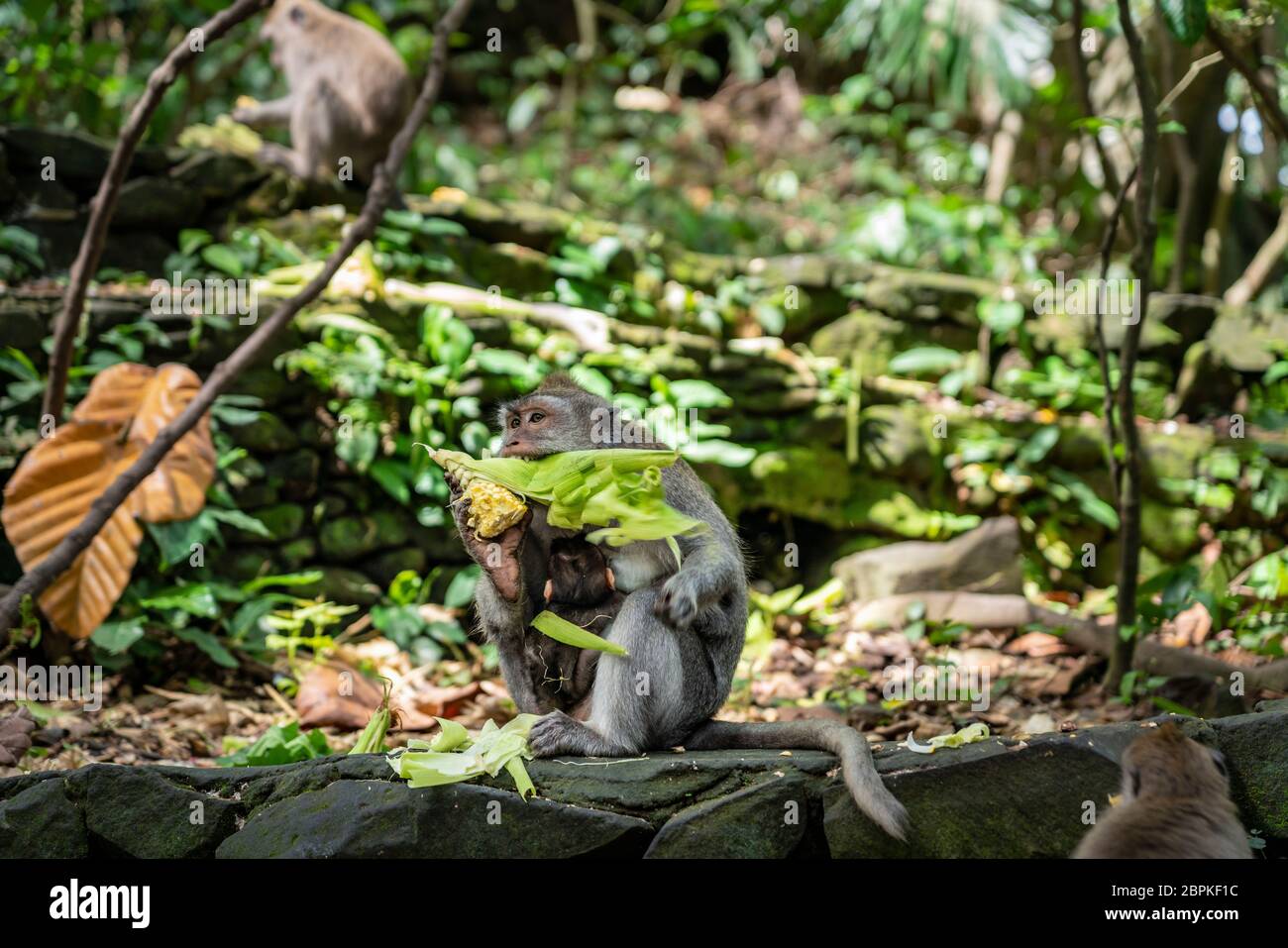 Close up photo of monkey macaque with small baby hanging on the belly ...